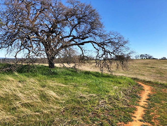 The rolling hills around Sutter Creek offer hiking trails where gnarled oaks stand sentinel, having witnessed California's entire modern history.
