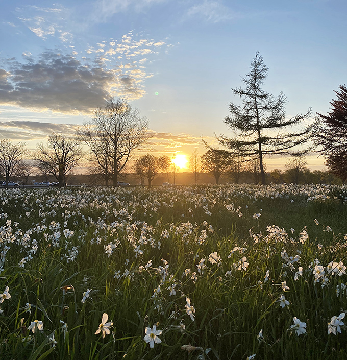Spring's white carpet of narcissus unfurls at sunset, creating the kind of scene poets write about and photographers wake up at 5am to capture.