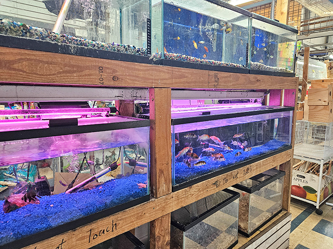 Aquatic wonderland illuminated by otherworldly purple lighting. Fish shopping becomes an unexpected underwater adventure.