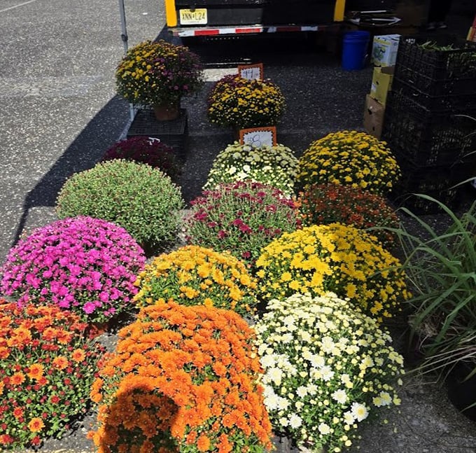 Nature's color wheel on full display. These mums create an instant garden for those of us whose thumbs are more "beige" than green.