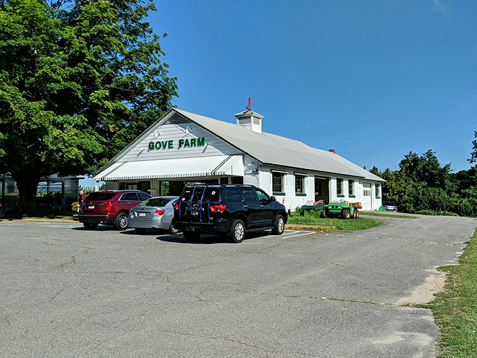 Gove Farm's classic white barn stands as a testament to agricultural traditions that continue to thrive despite our digital obsessions.