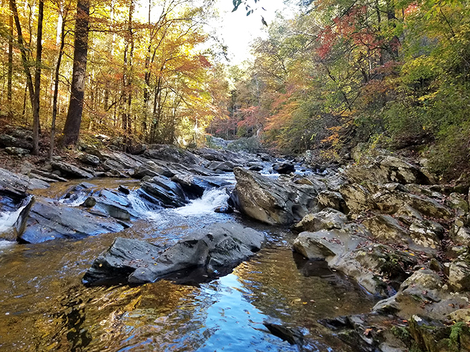 Holly Creek's autumn display transforms ordinary rocks and water into a masterpiece that makes professional photographers question their career choices.
