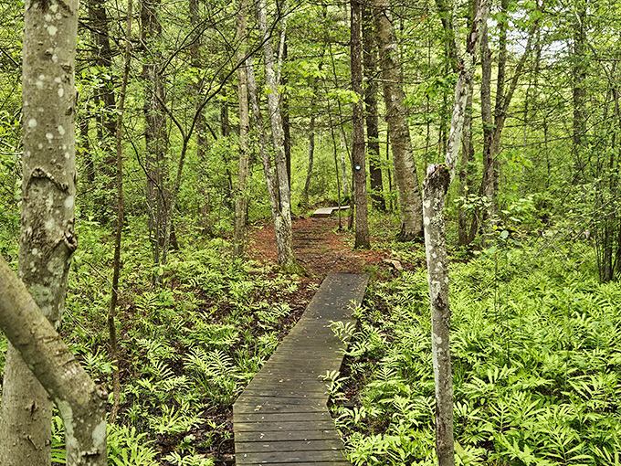 Hudson Pointe Preserve's wooden pathways invite you to wander through fern-carpeted forests without having to worry about ticks hitching a ride.