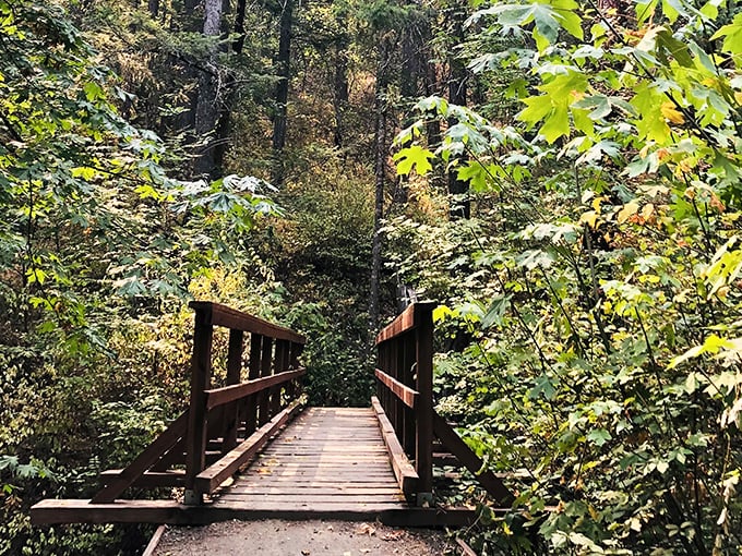 Jacksonville's forest trails offer that perfect blend of "am I in wilderness?" and "could I make it back for happy hour?" &ndash; adventure with safety nets.