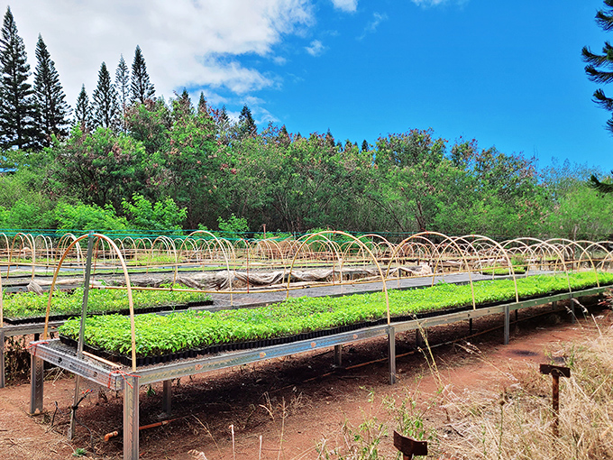 At Kumu Farms, rows of organic seedlings prepare for life in Molokai's rich volcanic soil, farm-to-table in its infancy.