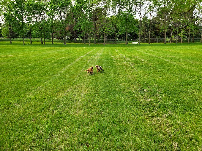 Winter transforms Yankton's parks into serene snowscapes, where frosted trees stand like nature's own crystal sculptures against brilliant blue skies.