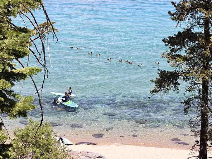 Paddleboarding past a family of geese who clearly know they've got the best commute in California.