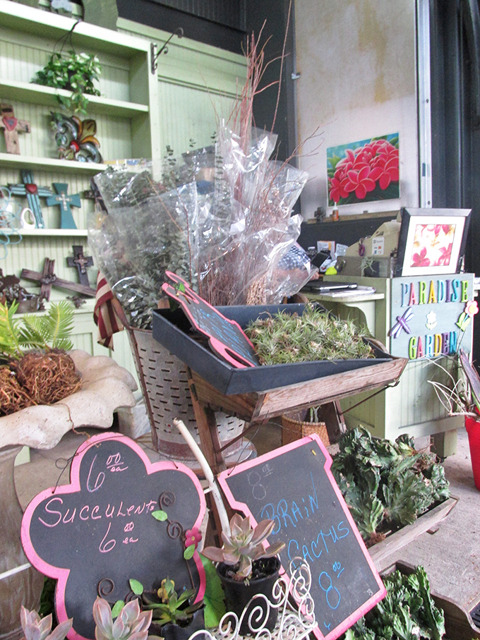 Succulents and air plants create tiny oases of green amid the market's hustle, perfect for bringing a touch of NOLA's lushness home.