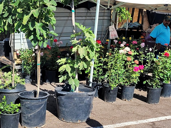 Desert-ready greenery! These potted plants have already survived Arizona's climate boot camp and are ready for adoption into your garden family.