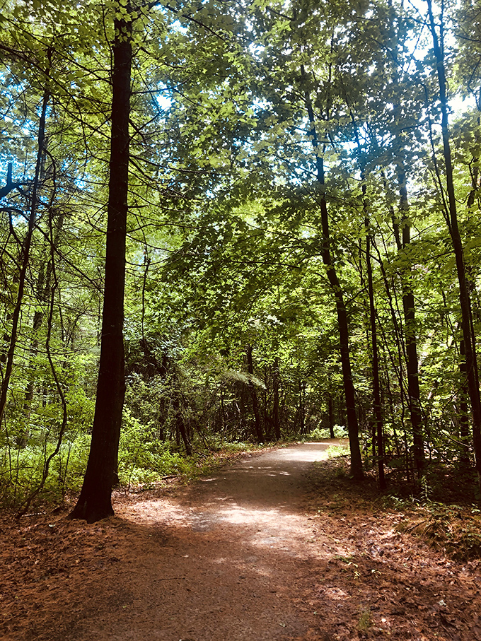 Sewall Woods trails invite you to get lost in the best possible way&mdash;under a cathedral of leaves with nature as your guide.