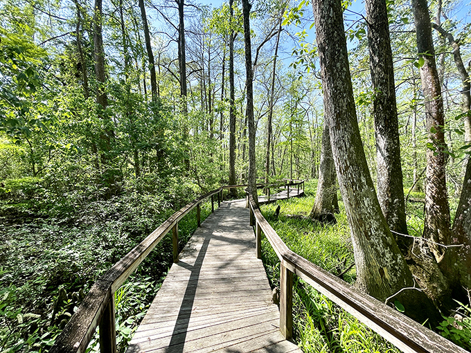 Boardwalks through Bluebonnet Swamp let you experience nature without becoming part of the food chain. Alligator viewing, not meeting.