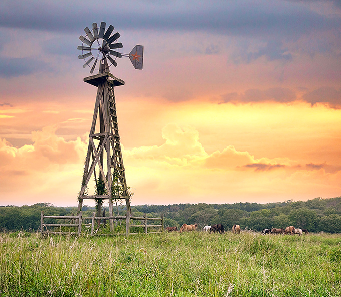 A classic windmill stands sentinel over grazing horses, creating a scene so quintessentially Nebraskan it could be on the state quarter.