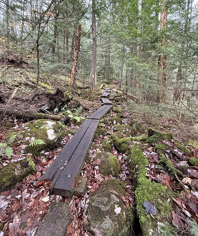Who needs stairways to heaven when you have wooden pathways through moss-covered wonderlands? Nature's obstacle course for grown-ups.