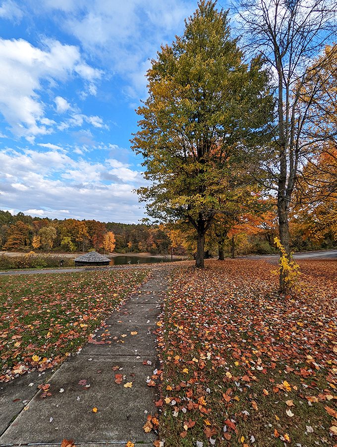 Autumn's confetti carpets the ground in a seasonal celebration that makes even a simple concrete path look like a magazine cover.