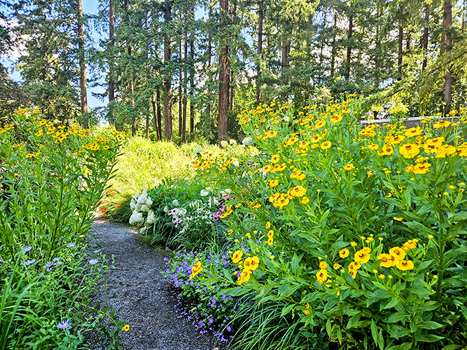 Golden flowers line this garden path so beautifully, you'll forget you're still in Portland.