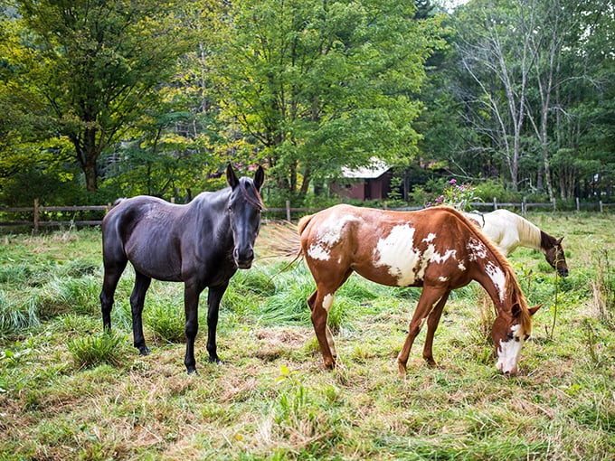 These horses didn't get the memo about posing dramatically for photos, they're just living their best equine lives in Helvetia's peaceful meadows.