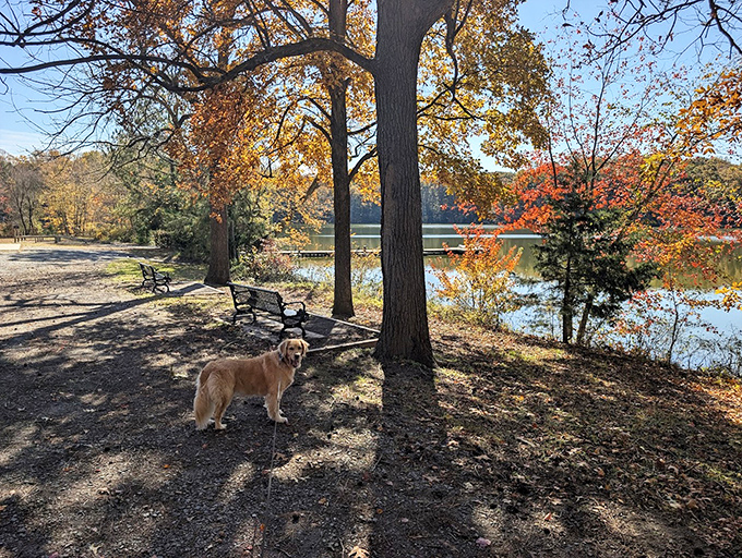 When fall arrives, these trails transform into a color explosion that makes leaf-peeping an actual legitimate activity worth bragging about.