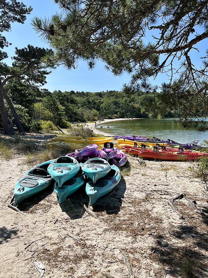 Nature's original influencer &ndash; this squirrel has mastered the art of pine tree climbing long before humans figured out how to post about it.