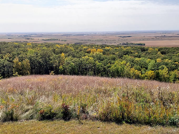 The forest meets prairie in a textbook example of ecological transition. From this vantage point, you can almost see the invisible line where ecosystems shake hands.