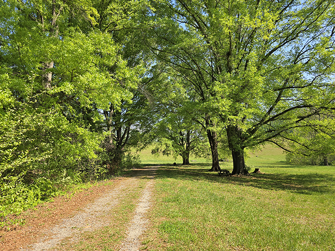 These sun-drenched paths between ancient trees offer the kind of peaceful moment that expensive meditation apps try to simulate.