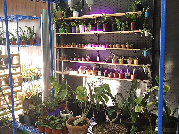 A jungle of potted possibilities flourishes under careful lighting &ndash; bringing the outdoors in for plant parents on a budget.