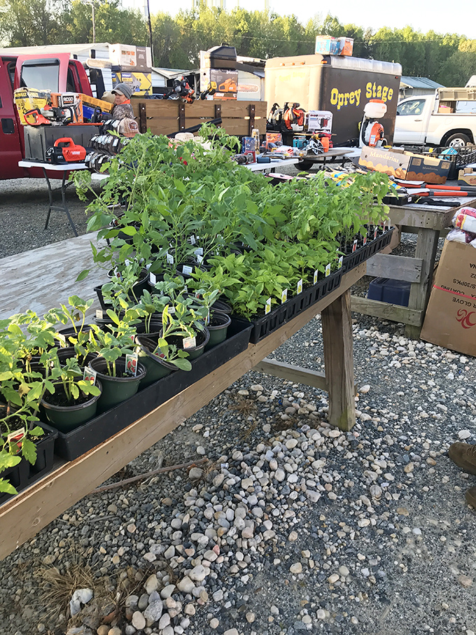 Green thumbs alert! Seedlings and starter plants promise garden glory for a fraction of nursery prices.