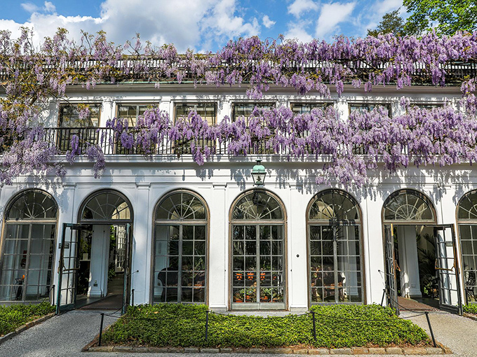 Wisteria cascading like purple waterfalls against white architecture. Spring showing off with the subtlety of a Broadway musical finale.