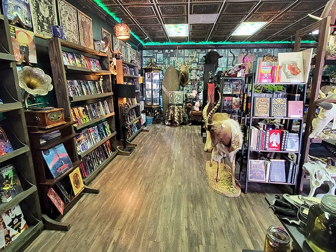 Books and bones line the pathways through the store, creating literary canyons for the curious to explore at their leisure.