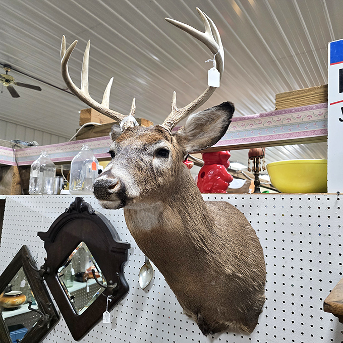 The most judgmental item in the store, this deer has watched thousands of shoppers debate purchases with a look that says, "Really?"