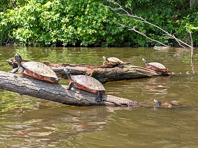 Turtle sunbathing society in full session&mdash;nature's reminder that sometimes the best activity is simply basking in the moment.