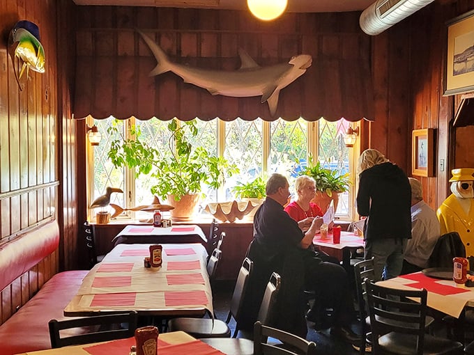 Window seats bathed in natural light, where the mounted shark watches over diners like a guardian of proper seafood appreciation.