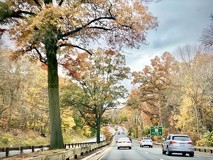 Fall's fiery display makes even the most jaded commuters lift their eyes from their podcast queue to nature's seasonal spectacle.