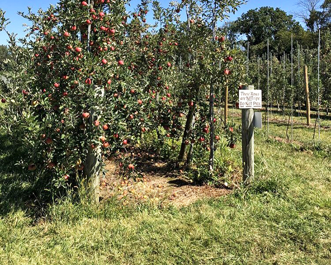Apple trees standing at attention, heavy with fruit ready for harvest. That sign politely reminds us these aren't just pretty trees&mdash;they're working.
