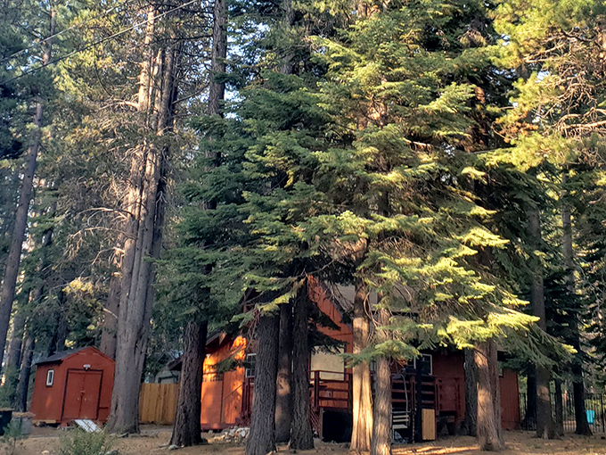Rustic cabin dreams nestled among guardian pines. Where "roughing it" still includes a solid roof and walls, thankfully.