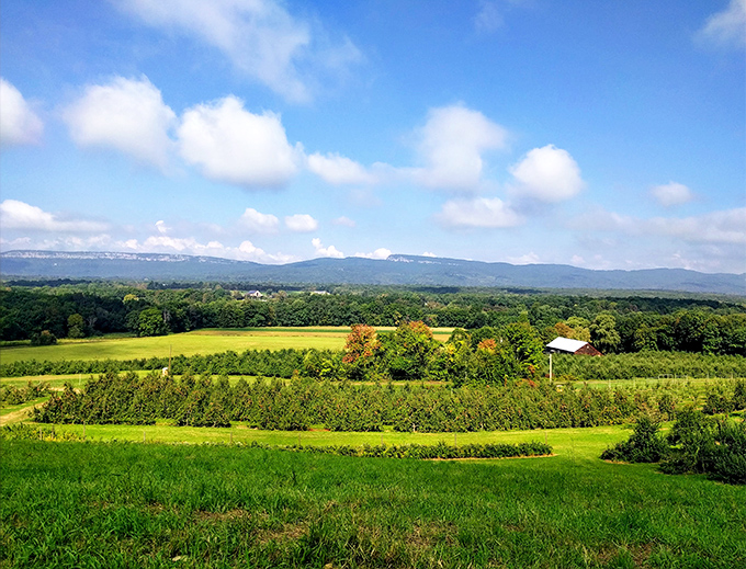Dressel Farms' rolling landscape showcases the agricultural bounty that makes Hudson Valley a food-lover's paradise beneath dramatic mountain silhouettes.
