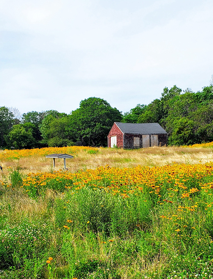 Wildflowers frame the weathered cottage like a scene from a storybook, where golden blooms dance in coastal breezes.