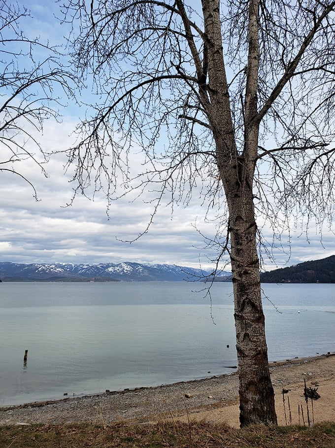 A lone birch tree stands sentinel over Lake Pend Oreille's vast waters and mountain backdrop. Sometimes the simplest compositions make the most powerful statements.