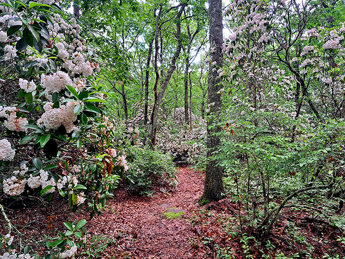 Spring's secret garden revealed. The Moraine Preserve explodes with delicate blossoms, creating ethereal tunnels of pink and white that seem plucked from a fairy tale.