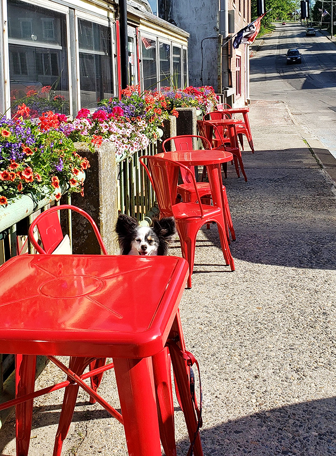 Outdoor seating with a side of Maine charm. Even the local dogs know where the good vibes flow on sunny afternoons.