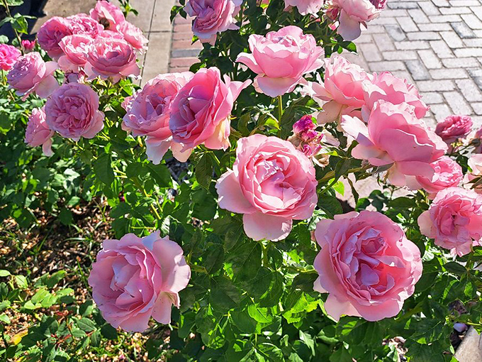 These pink beauties seem to blush under your gaze, their layered petals unfurling like nature's most perfect origami.