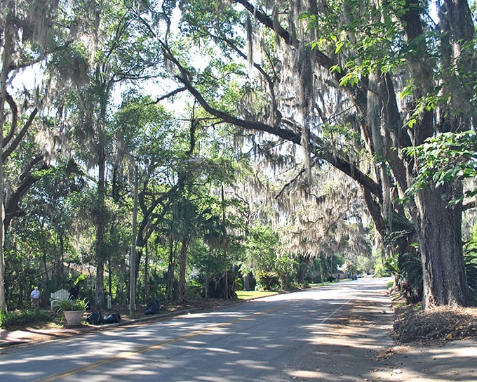 Spanish moss hangs like gossamer curtains along this oak-canopied street &ndash; nature's version of a grand entrance to a living museum.