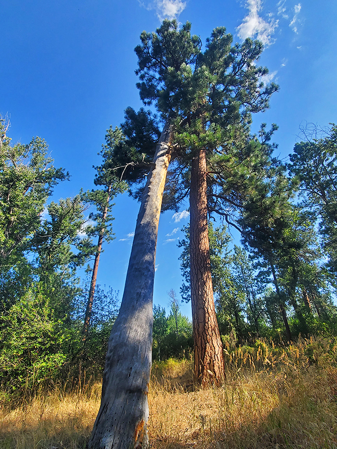 Nature's skyscrapers reaching for Montana's impossibly blue sky. These giants have been standing tall since your grandparents were young.