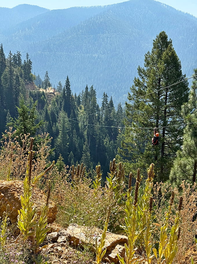 Soaring through the forest canopy on Wallace's zip line offers a bird's-eye view of wilderness that early silver prospectors could only dream about.