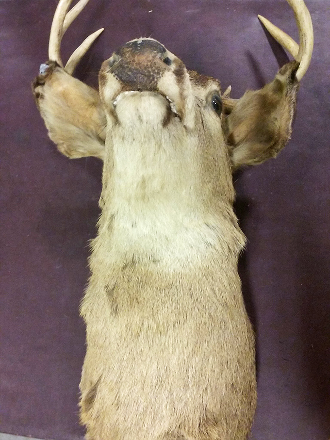 Even taxidermy finds its way to thrift store shelves, proving that truly everything deserves a second chance&mdash;though perhaps not in every home's d&eacute;cor scheme.