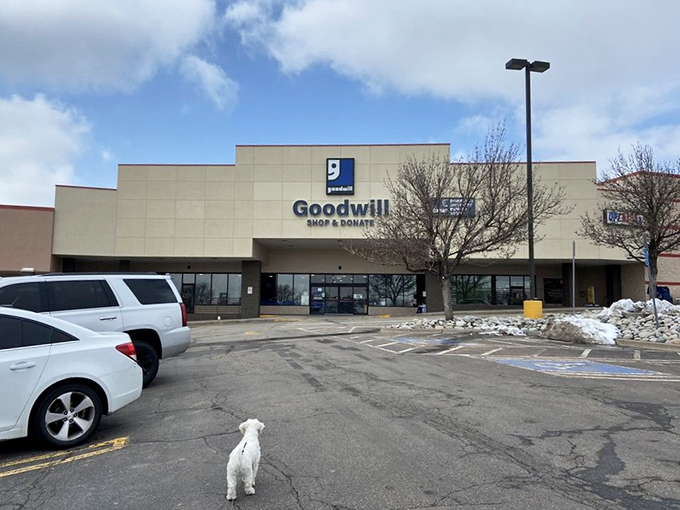 Even dogs appreciate a good Goodwill run. This pup's waiting patiently while their human hunts for bargains inside.