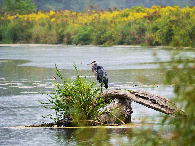 This great blue heron stands like a statue, demonstrating patience that would make any meditation app developer jealous.