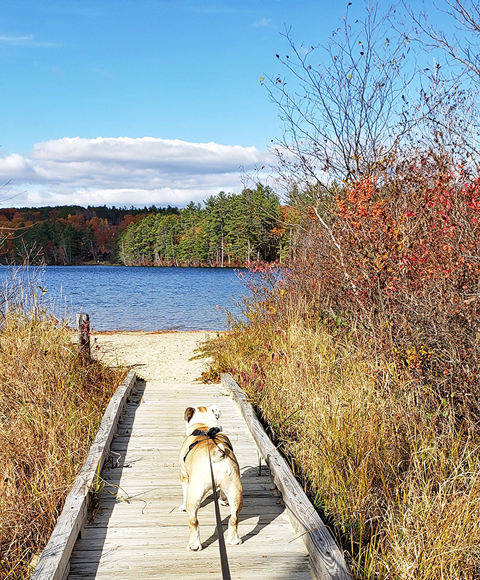 The boardwalk to adventure, where even dogs understand they're heading somewhere special. Four-legged tour guides welcome.