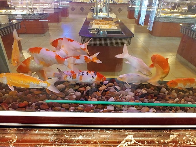 Even the koi fish seem to be enjoying the ambiance, swimming lazily around their tank while you contemplate whether there's room for just one more crab rangoon.