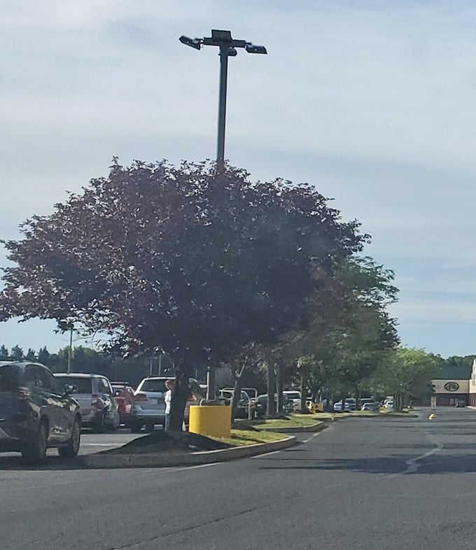 The parking lot fills early on market days&mdash;concrete evidence that some experiences are worth leaving the couch for.