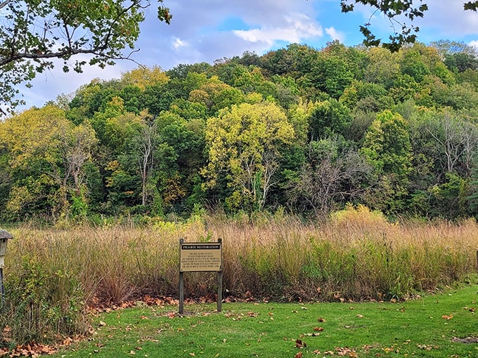 Prairie restoration in progress: nature's comeback tour. This unassuming plot represents thousands of years of Illinois history making its triumphant return.